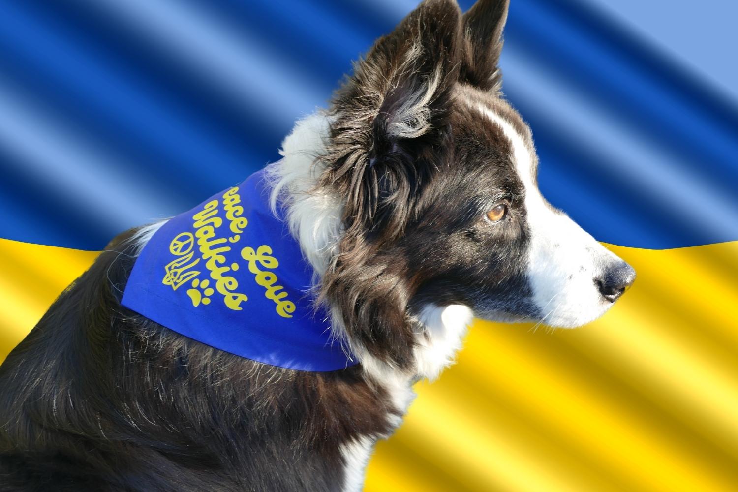 Bandana For The Ukraine - Dudiedog