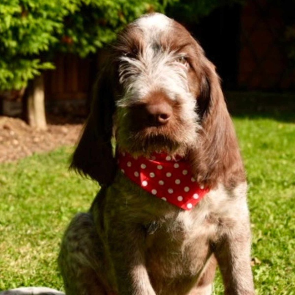 Red dog bandanas - Dudiedog