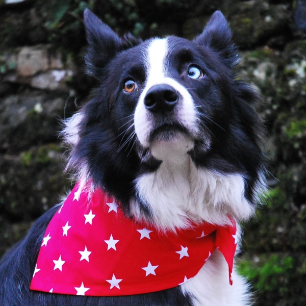 Red dog bandanas - Dudiedog